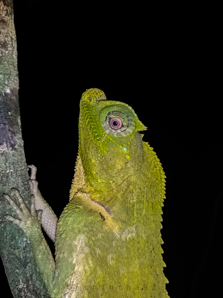 Hump Snout Lizard in April 2021 by achintha92. hdr · iNaturalist