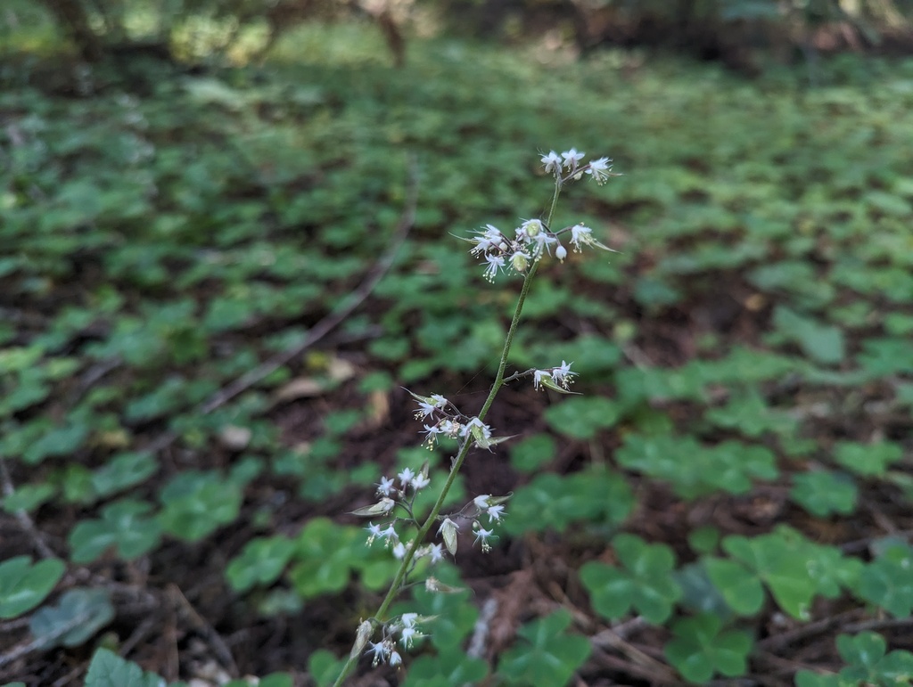 Threeleaf Foamflower in July 2023 by Ryan Sorrells · iNaturalist