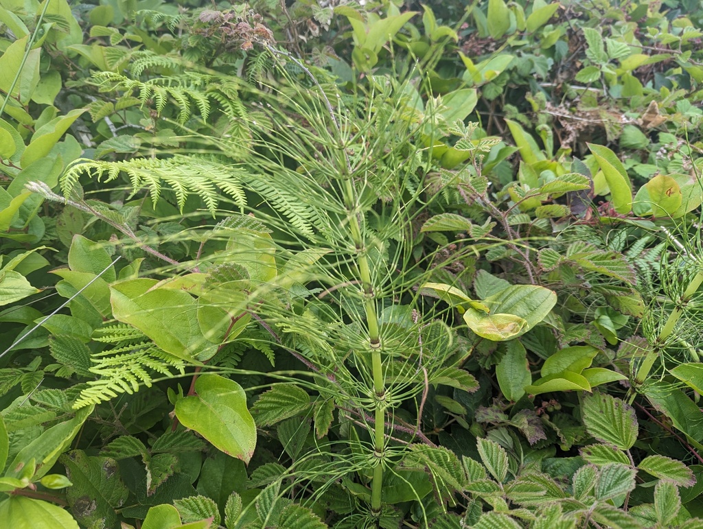 great horsetail in July 2023 by Ryan Sorrells · iNaturalist