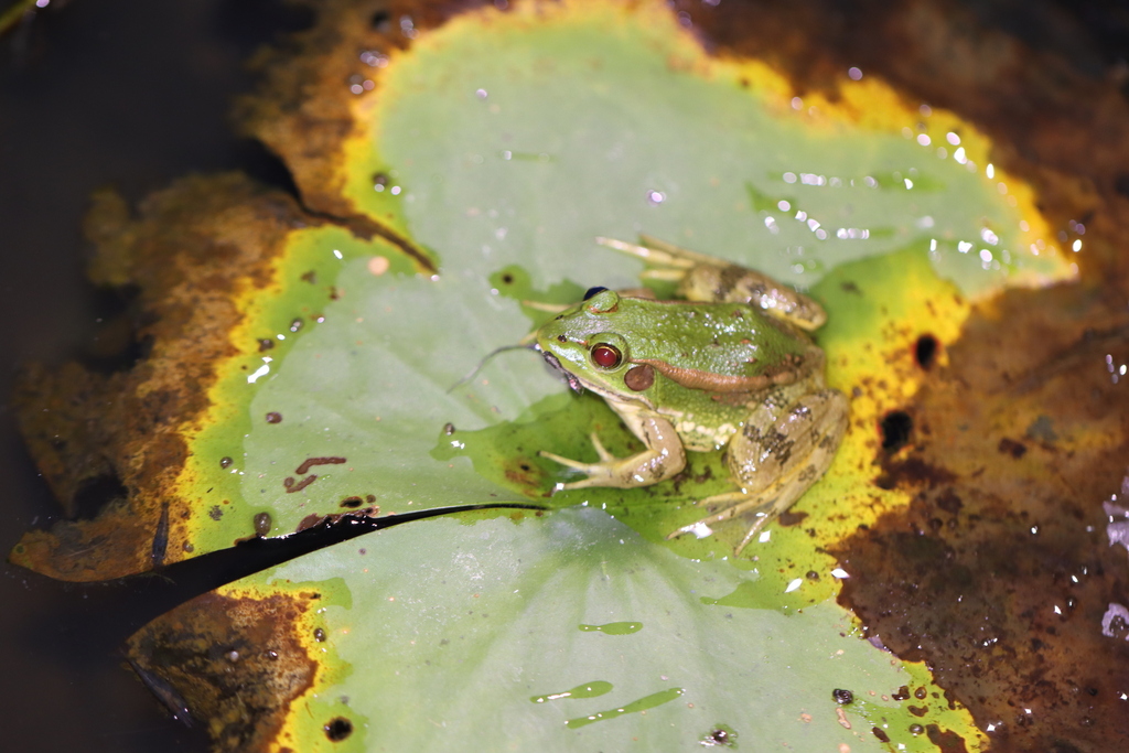 Eastern Golden Frog from 杭州花圃 on July 9, 2023 at 08:30 PM by 燕旭阳 ...