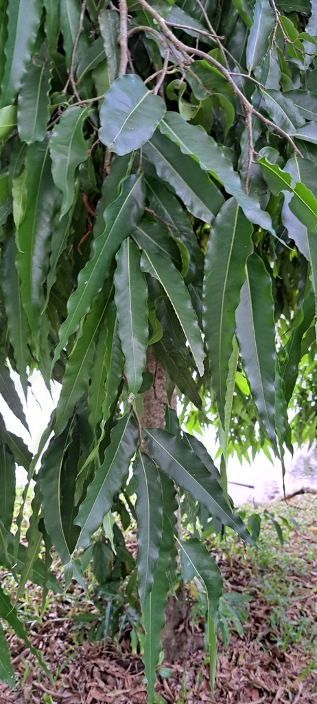 (Monoon) - Botanical Realm