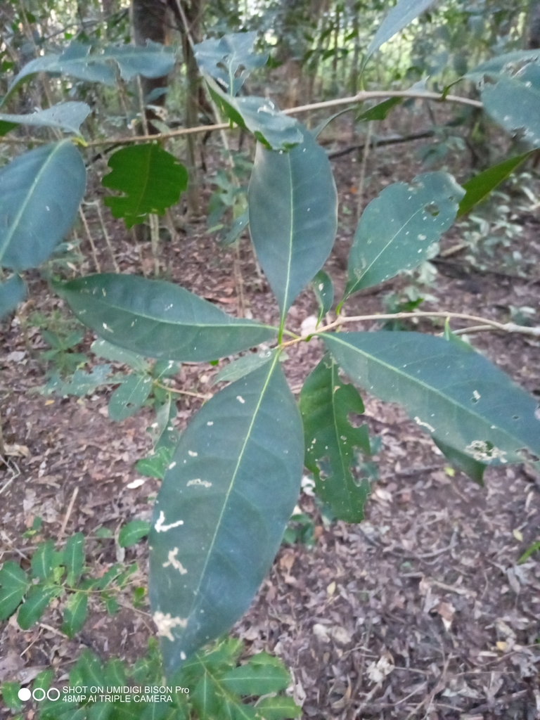Native Olive from Armstrong Beach QLD 4737, Australia on July 10, 2023 ...