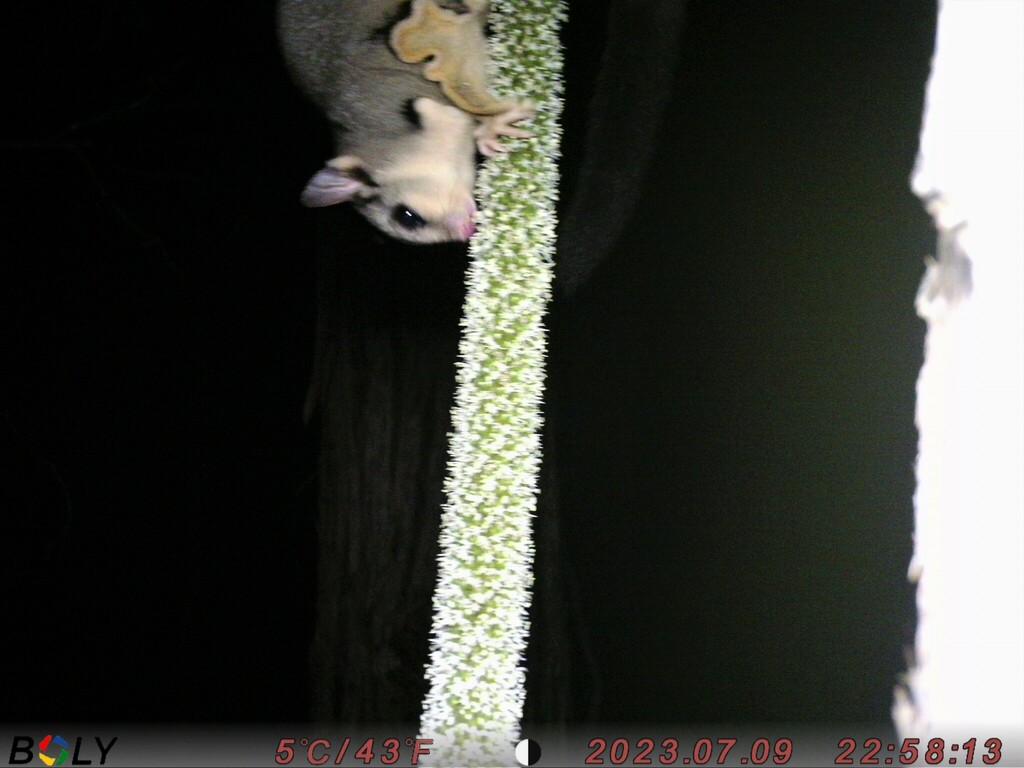 Wrist-winged Gliders from Talegalla Weir QLD 4650, Australia on July 9 ...
