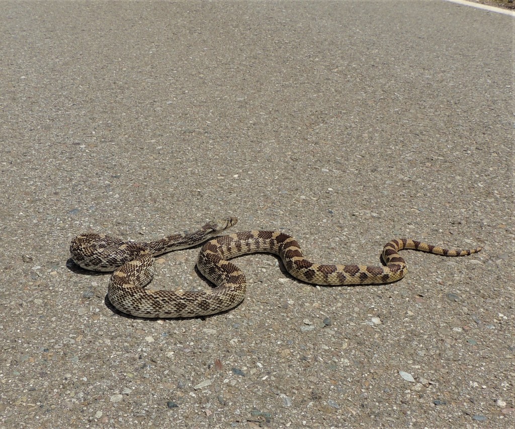 Sonoran Gopher Snake from Cochise County, AZ, USA on August 11, 2018 at ...