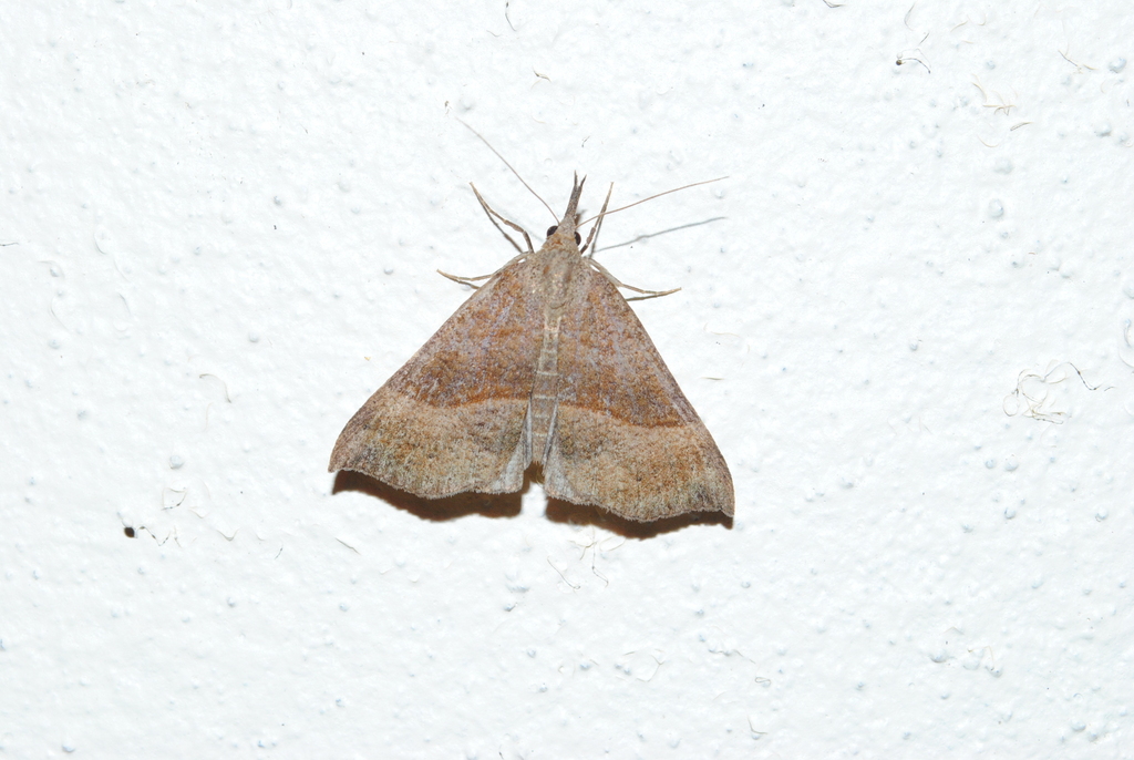 The Snout from Bodmin PL30, UK on July 10, 2023 at 08:02 AM by Billy ...