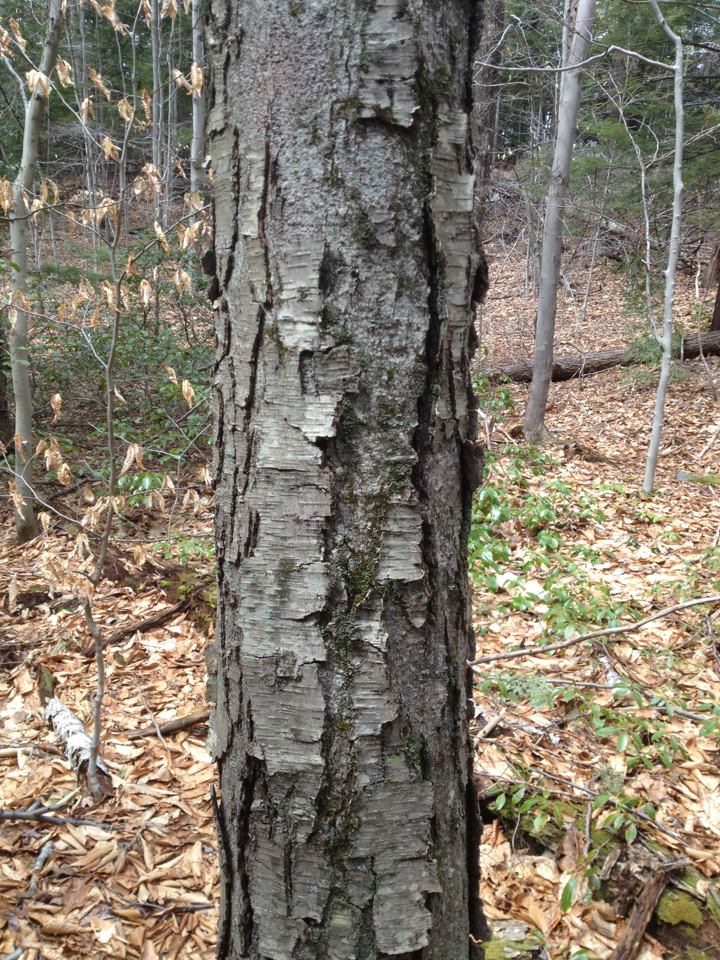 sweet birch (Trees & Shrubs of Essex County, MA) · iNaturalist