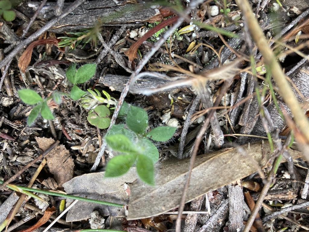 dicots from Mossel Bay Rural, Mossel Bay, WC, ZA on 08 July, 2023 at 03 ...