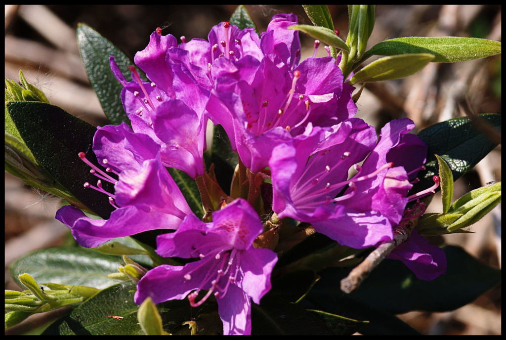 Common Rhododendron (Habitat Indicator Species) · iNaturalist