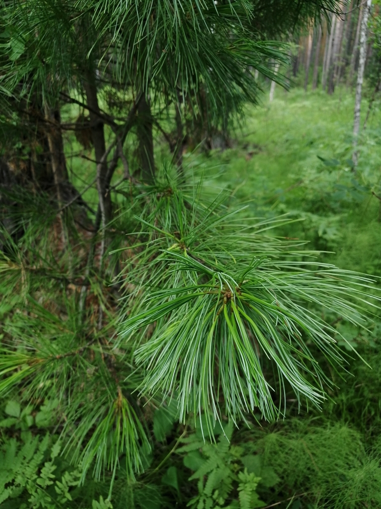 Siberian pine (Pinus sibirica) - Botanical Realm