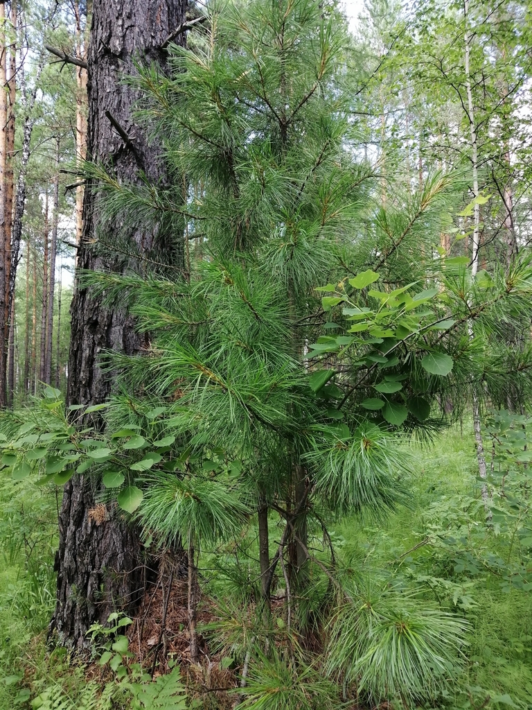 Siberian pine (Pinus sibirica) - Botanical Realm