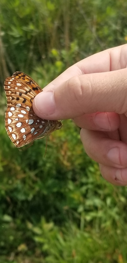Aphrodite Fritillary from Fort Indiantown Gap, PA, USA on July 7, 2023 ...