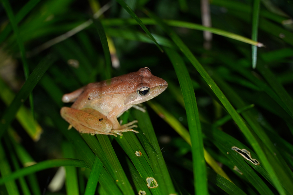 Zhenhai Brown Frog from 中国浙江省杭州市西湖区 on July 9, 2023 at 07:54 PM by 桔梗 ...