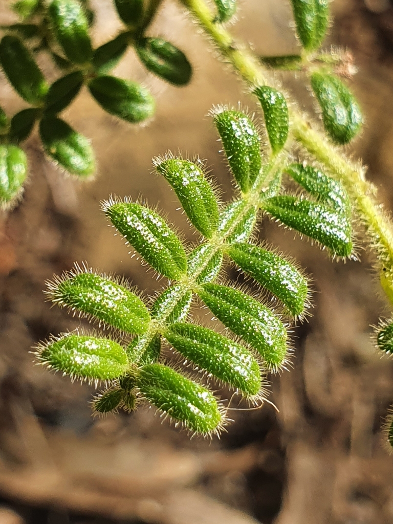 Dodonaea multijuga from Laughtondale NSW 2775, Australia on July 9 ...