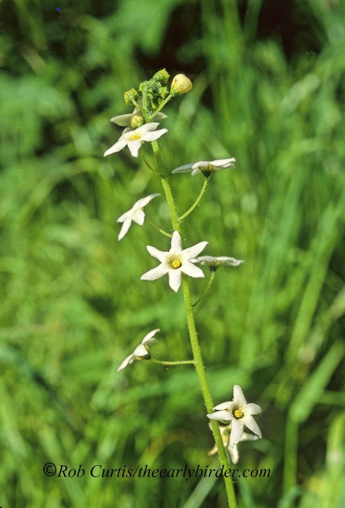 coastal manroot from Redwoods National Park ASBS State Water Quality ...