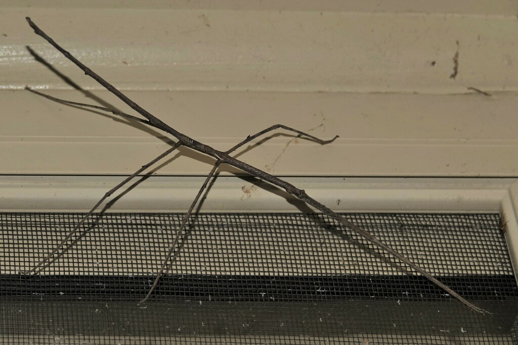 Margin-winged Stick Insect from Black Range NSW 2550, Australia on July ...