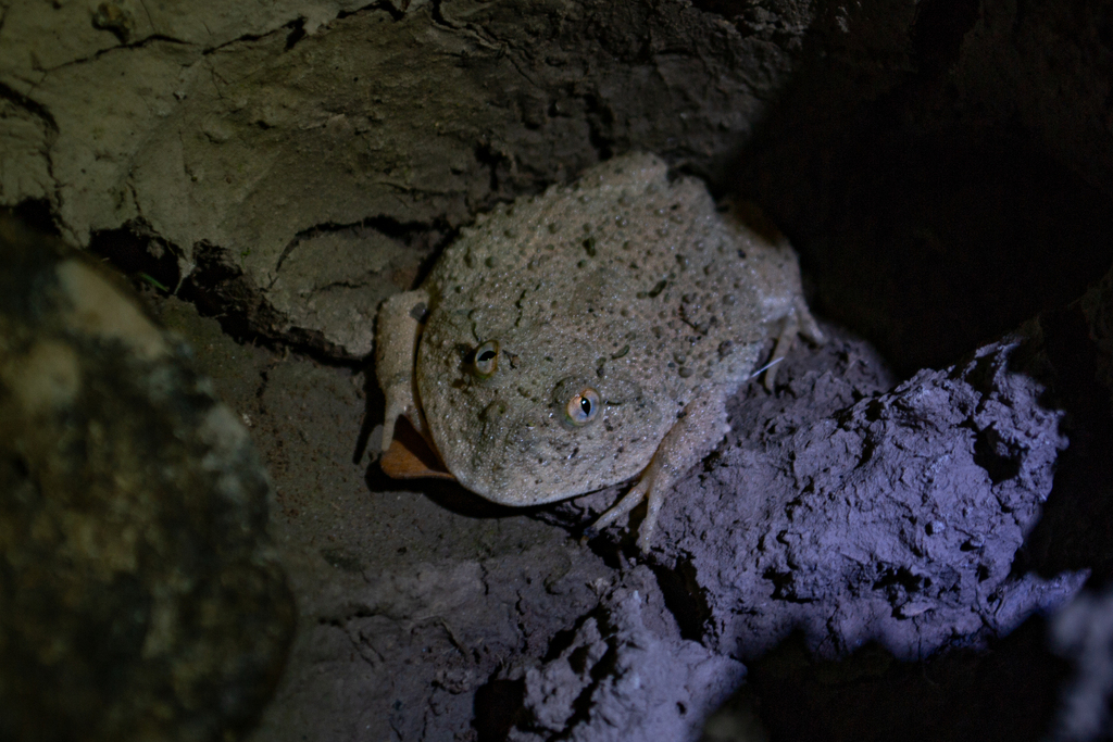 llanos frog from Ingeniero Juárez, Formosa, Argentina on March 7, 2022 ...