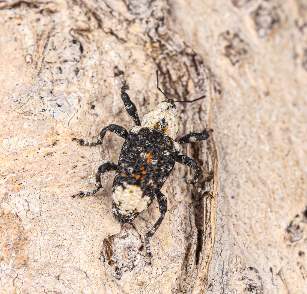 Eucryptorrhynchus brandti from 中国北京市怀柔区 on July 8, 2023 at 08:09 PM by ...