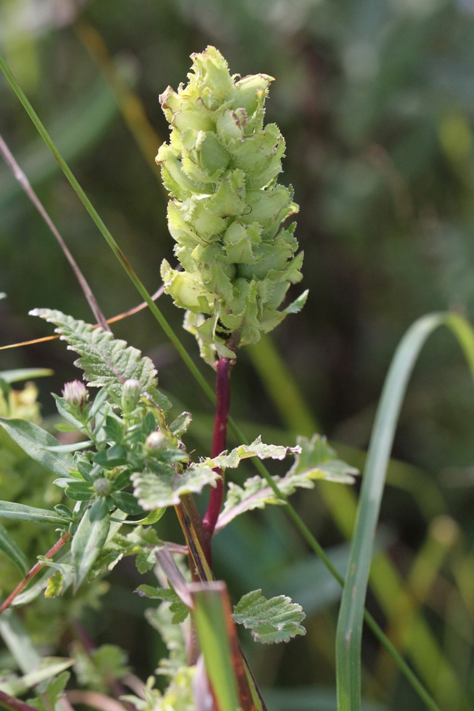 swamp lousewort from Hartley Heritage Fen on September 18, 2013 at 02: ...