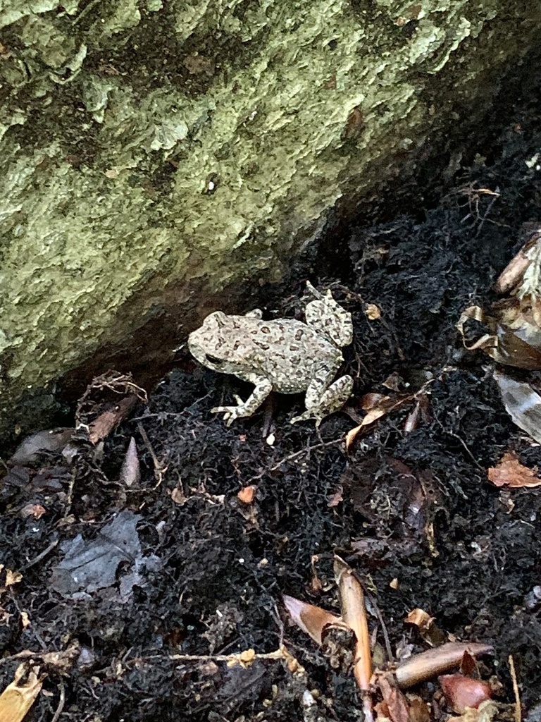 American Toad from Spot Pond, Medford, MA, US on July 8, 2023 at 09:51 ...