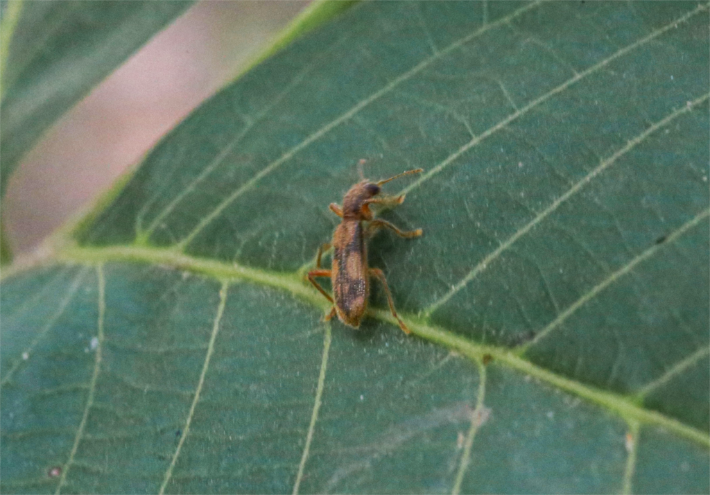 Opilo fenestratus from 中国北京市怀柔区 on July 9, 2023 at 08:09 PM by 管牧山 ...