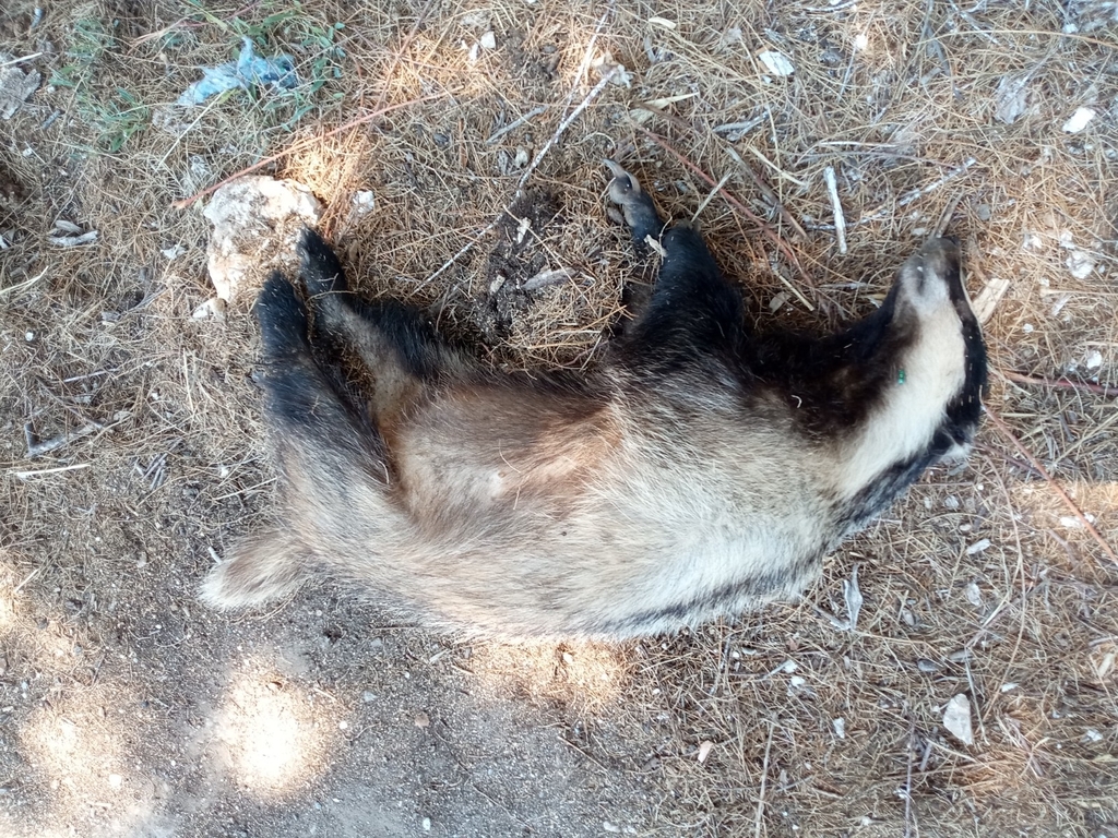 Southwest Asian Badger from Crete, Crete, GR on July 10, 2023 at 12:27 ...