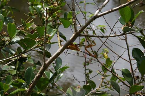 Tisma freyi · iNaturalist