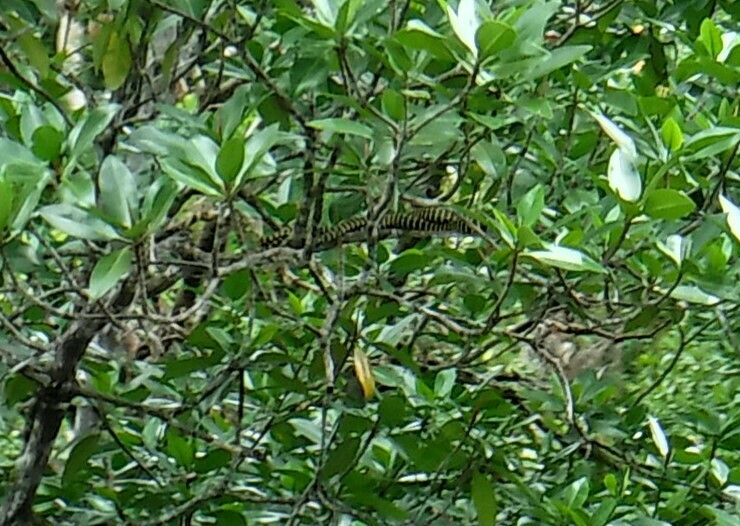 Palawan Mangrove Snake from Sabang, Cabayugan, Puerto Princesa, Palawan ...