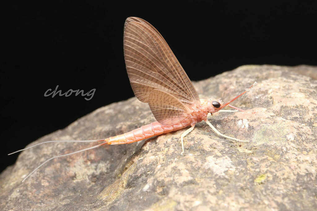 Slate Drakes from 中国浙江省杭州市临安区 on June 22, 2023 at 08:48 PM by 虫虫 ...