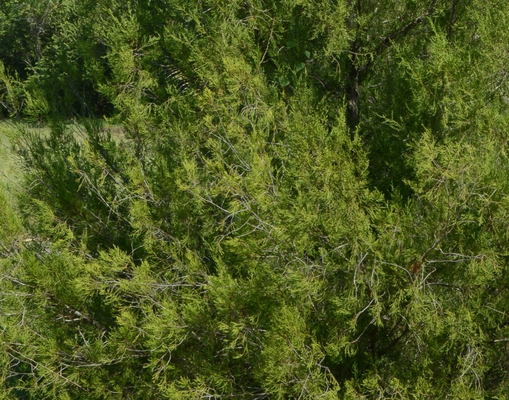 (Juniperus barbadensis australis) - Botanical Realm
