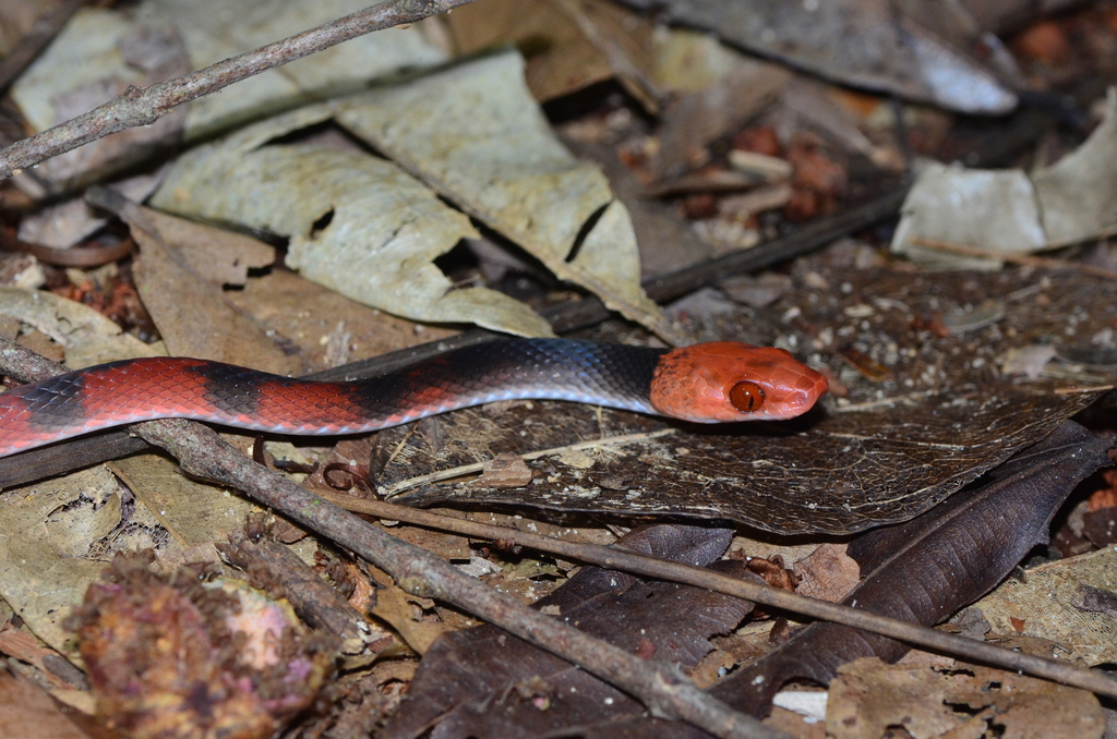 Tropical Flat Snake from Saint-Georges 97313, Guyane française on March ...
