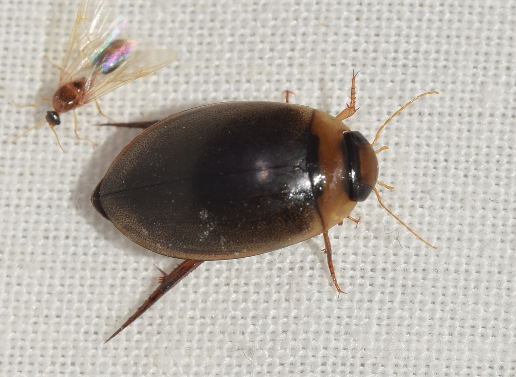 Hydaticus leander from Almería, España on July 9, 2023 at 10:20 PM by ...