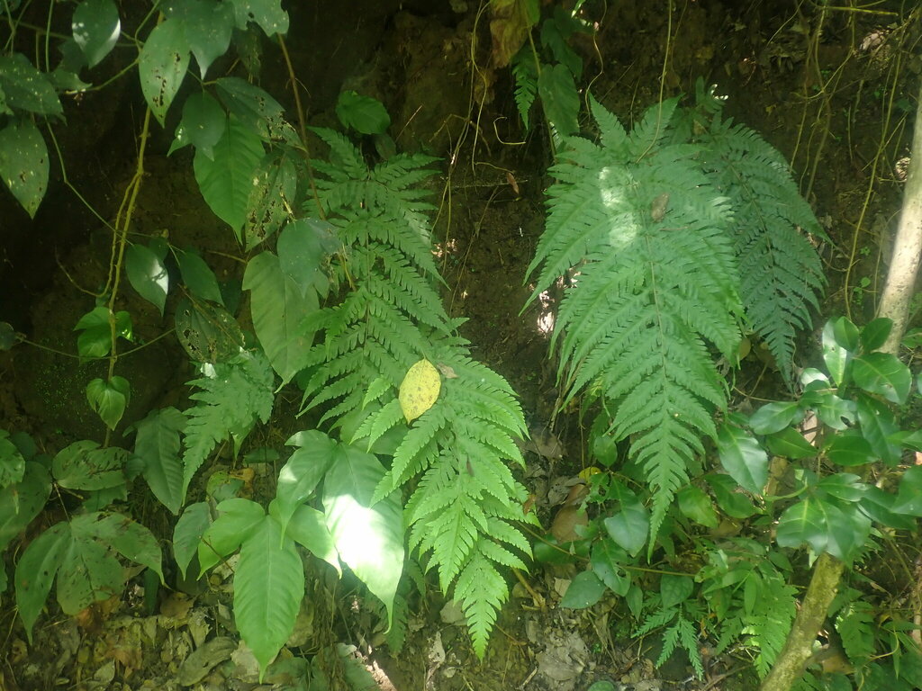 Tectaria dissecta from 台灣台中市 on July 10, 2023 at 01:22 PM by Zin Wei ...