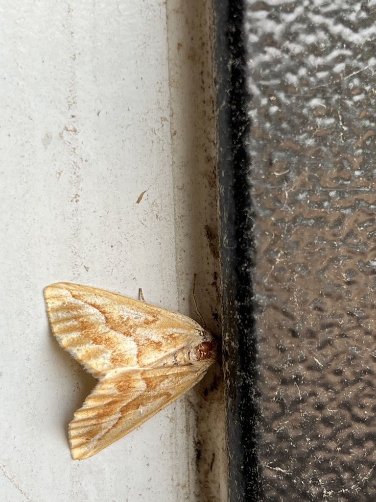 Northern Pine Looper Moth from Fischer Rd, Ashland, WI, US on July 10 ...