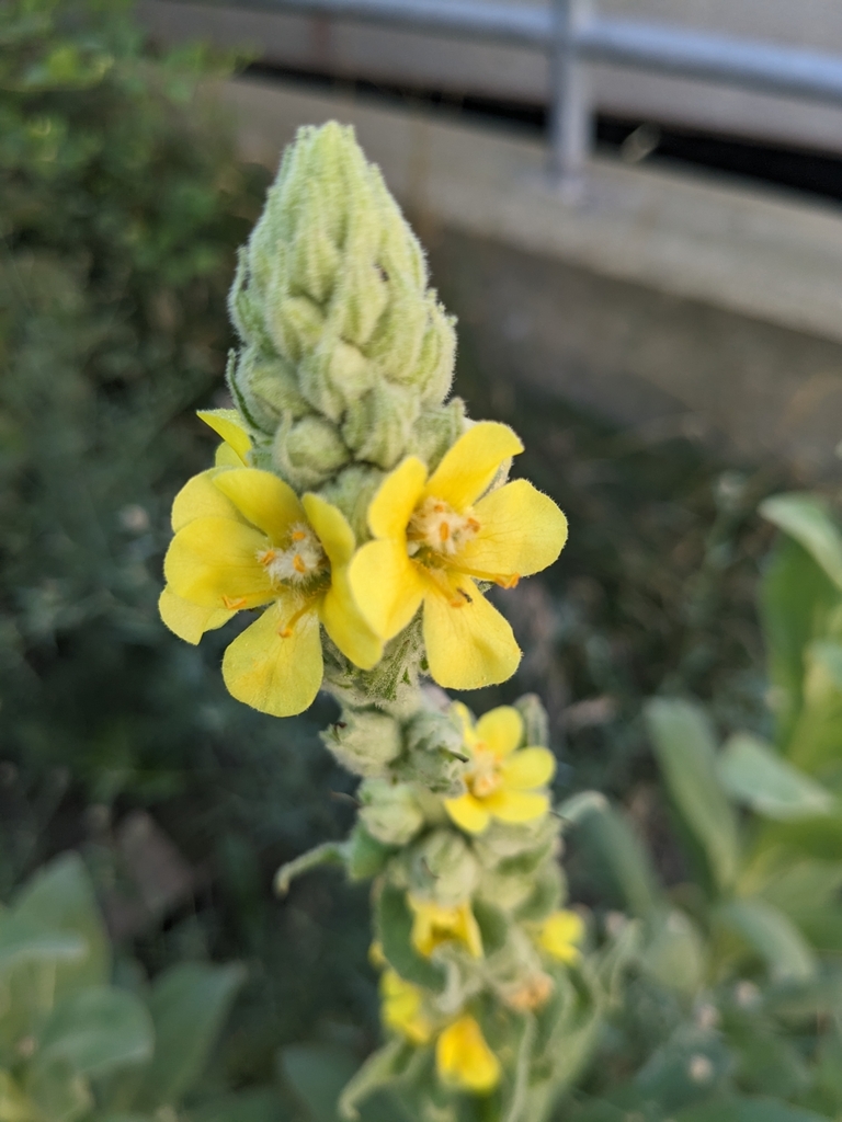 great mullein from Ann Arbor, MI 48104, USA on July 10, 2023 at 09:17 ...
