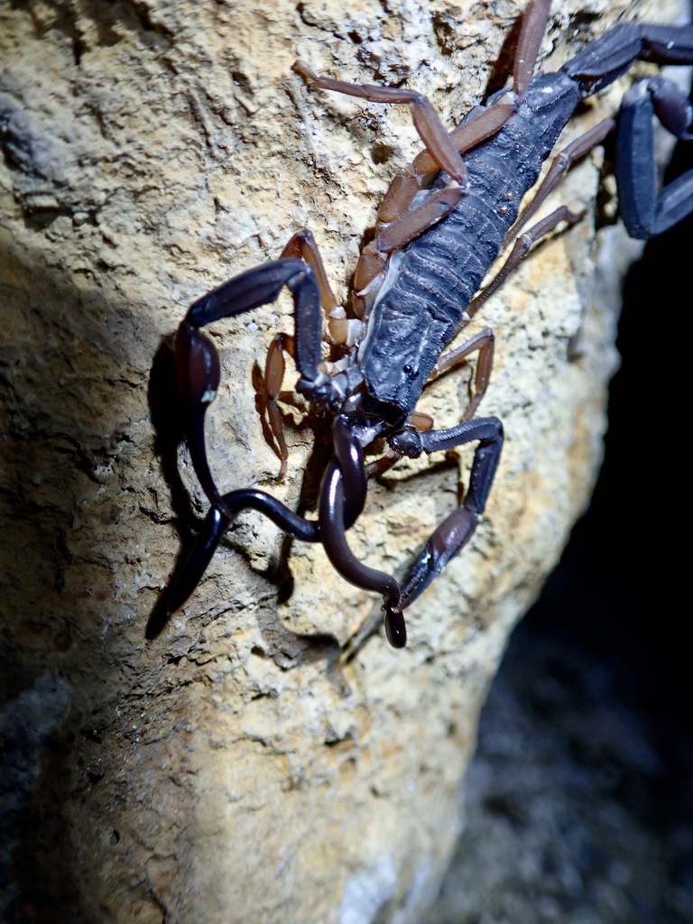 Slender Brown Scorpion from Grand Cayman, West Bay, KY on August 3 ...