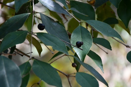 Red stopper (Eugenia rhombea)