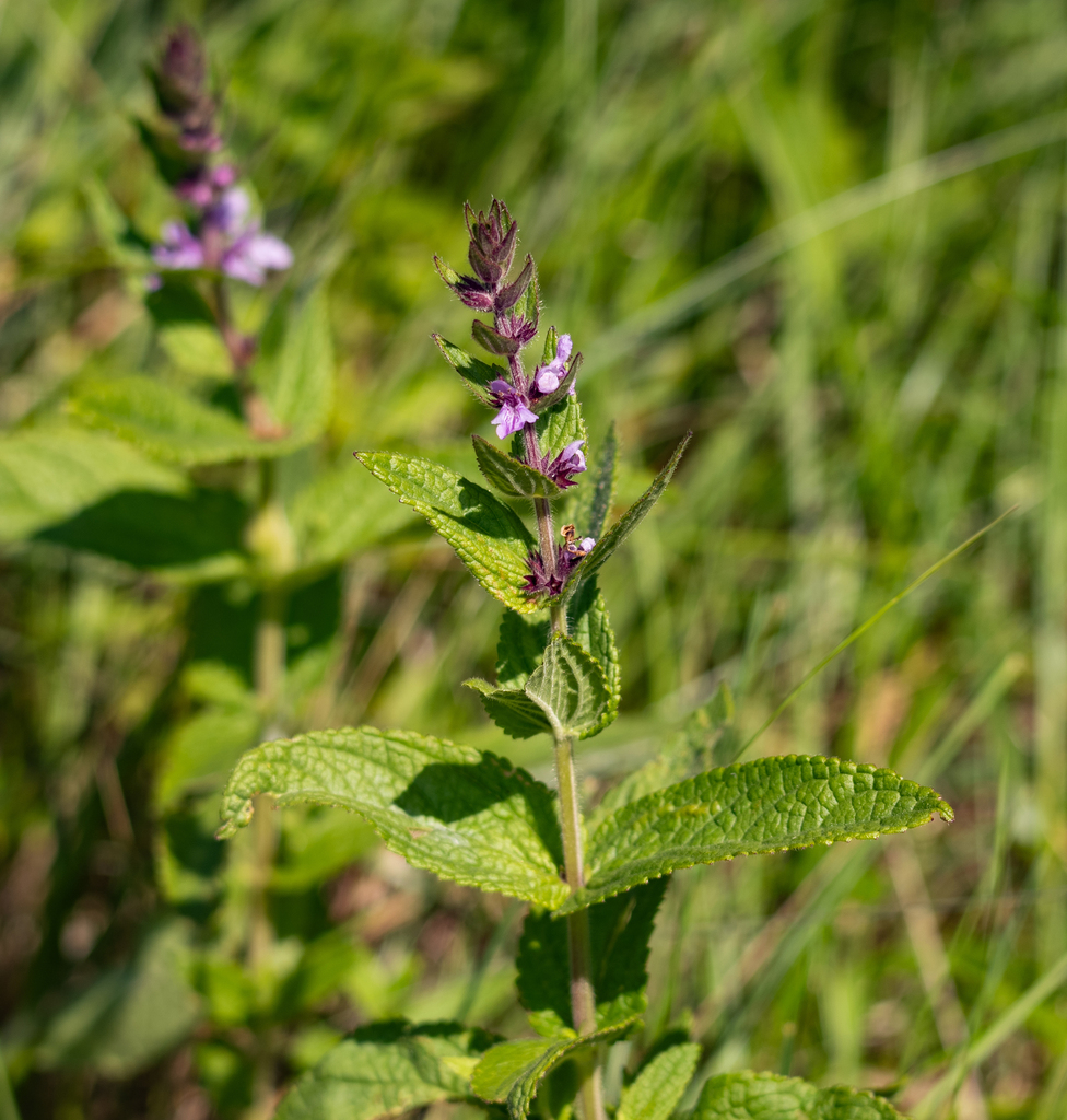 watermint in July 2023 by RCS · iNaturalist