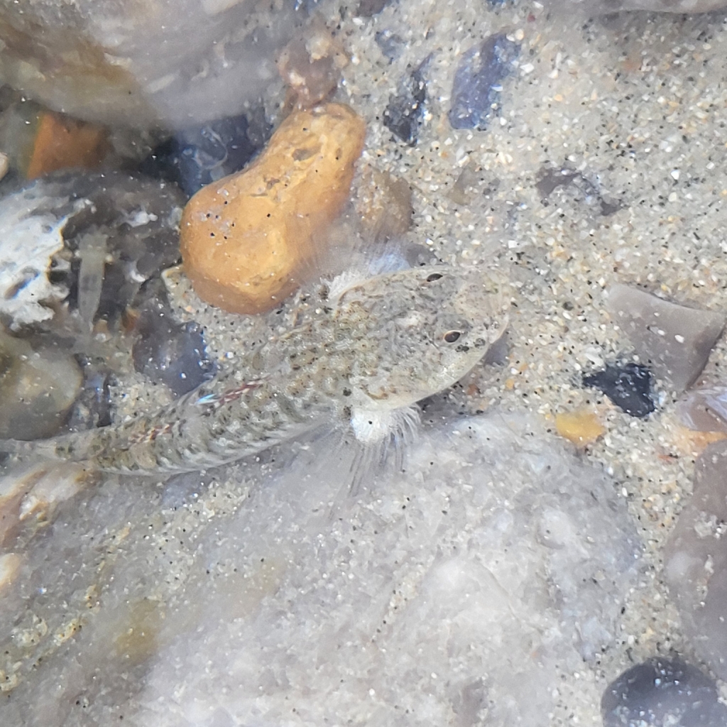 Common Goby from France on July 10, 2023 at 11:59 AM by matthieudepl ...
