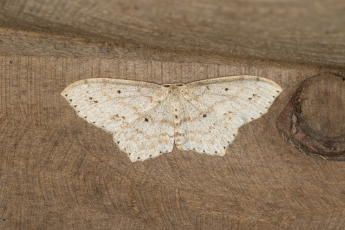 Scopula phyxelis · iNaturalist