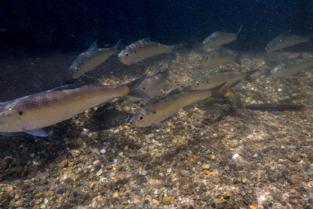 Alewife (Alosa pseudoharengus) - Marine Life Identification