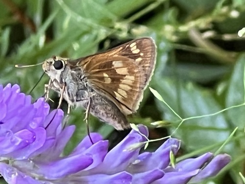 Observations by ttromblee · iNaturalist