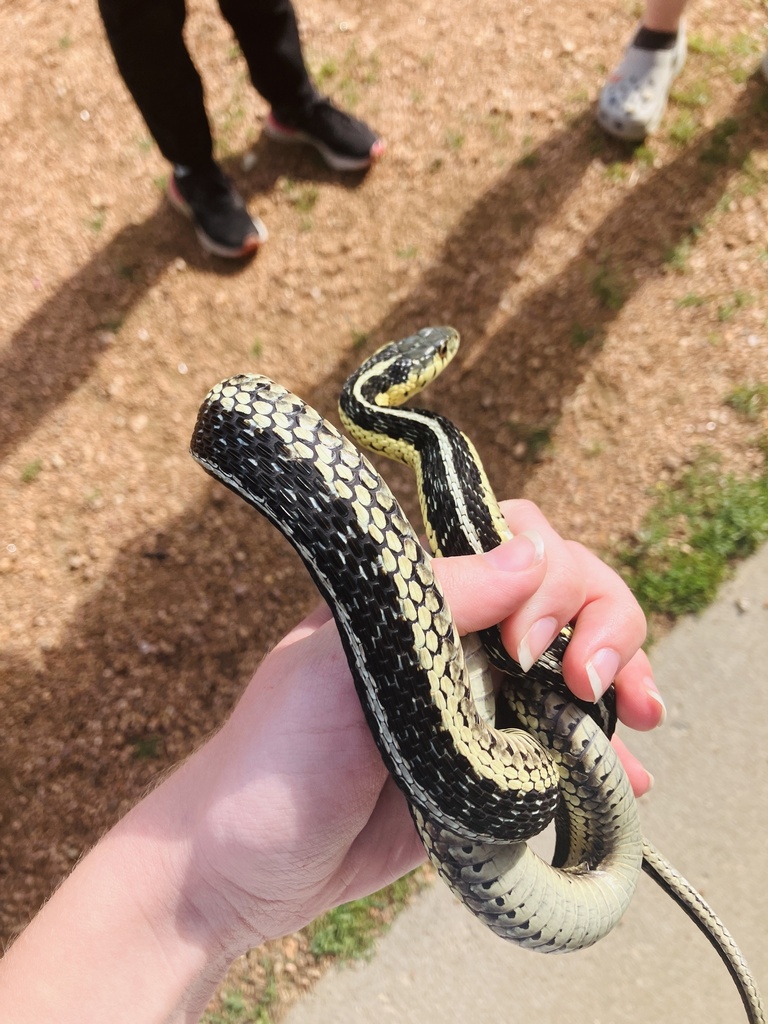 Common Garter Snake from Antigo, WI, US on July 5, 2023 at 05:05 PM by ...