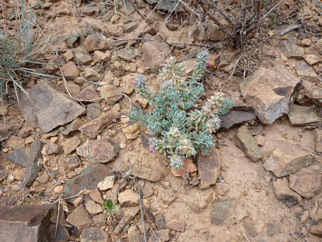 Lavenders from 2 C, Al Baha, Al-Bahah Region, SA on July 10, 2023 at 12 ...