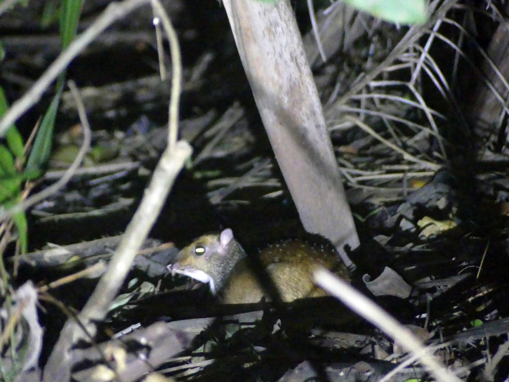 Javan Chevrotain from 698G+42H, Ujungjaya, Banten, Indonesia on July 27 ...