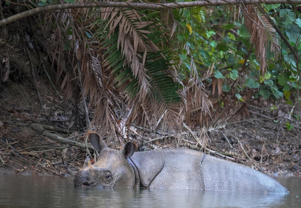 Indonesian Javan Rhinoceros in November 2018 by Royle Safaris ...