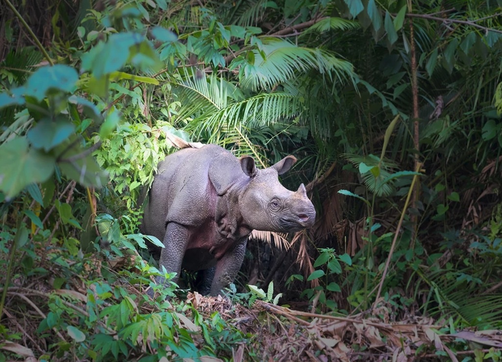 Indonesian Javan Rhinoceros in November 2019 by Royle Safaris ...