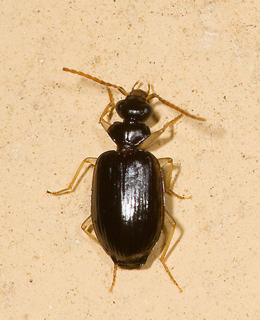 Pentagonica flavipes (Beetles of Montserrat) · iNaturalist