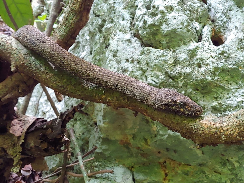 Puerto Rican Boa from Santo Domingo, Peñuelas 00624, Puerto Rico on ...