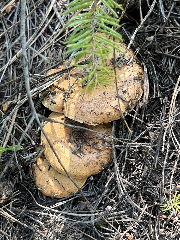 Red-bleeding Milk Cap in July 2023 by Joe Matanzas · iNaturalist