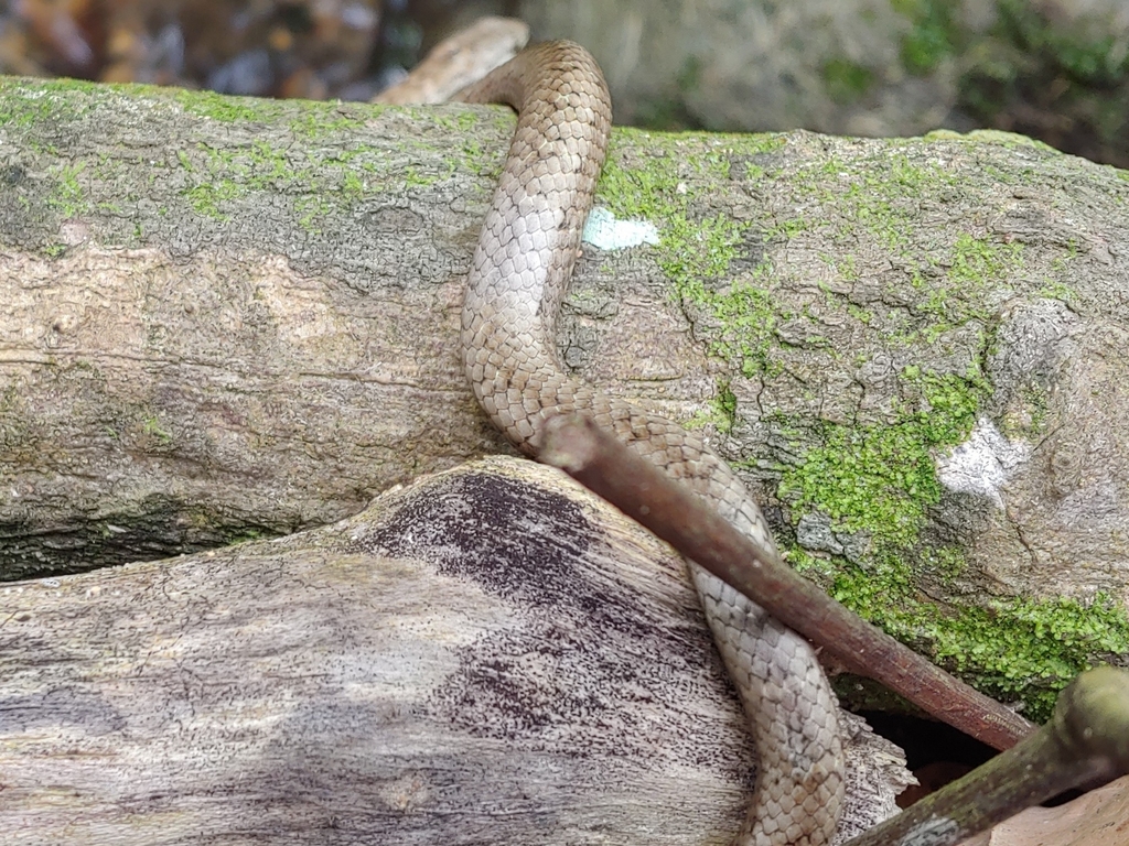 Puerto Rican Racer from Cedro, Guayanilla, Puerto Rico on July 7, 2023 ...